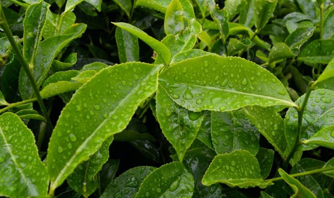 Las Hojas del Té - cabanadelte.com